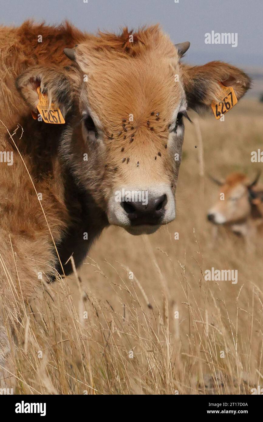 Aubrac cows in the countryside of Lozere surrounded by nature in the ...