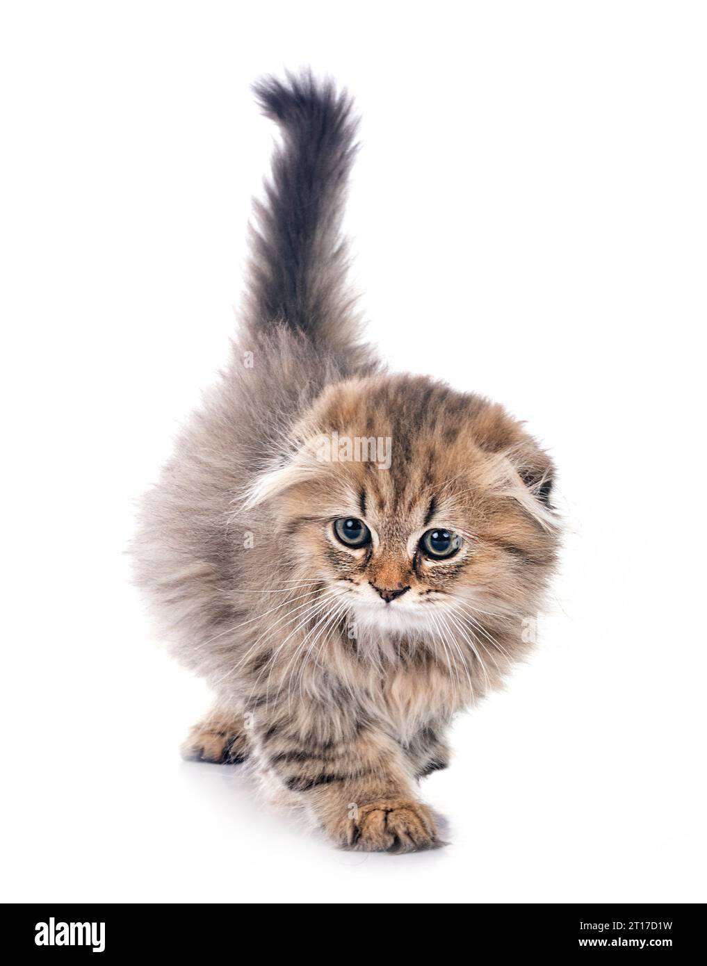 highland fold kitten in front of white background Stock Photo - Alamy