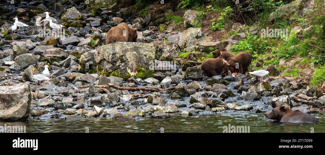 Group big brown bears in hi-res stock photography and images - Alamy