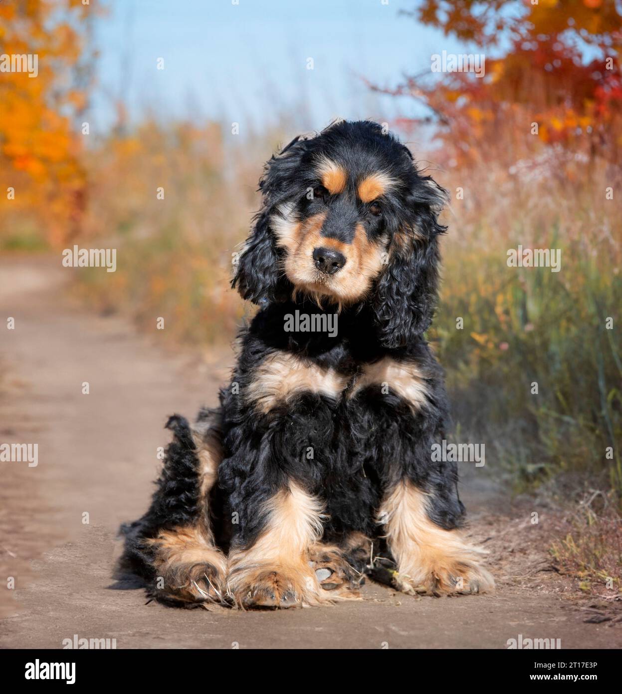 English Cocker Spaniel in the nature in automne Stock Photo - Alamy