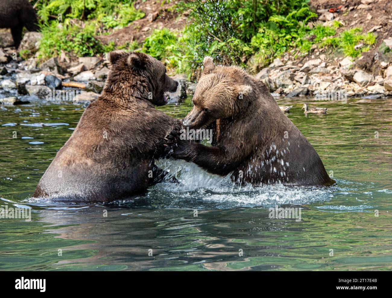 Two brown bears playfully wrestling in a river, surrounded by large ...