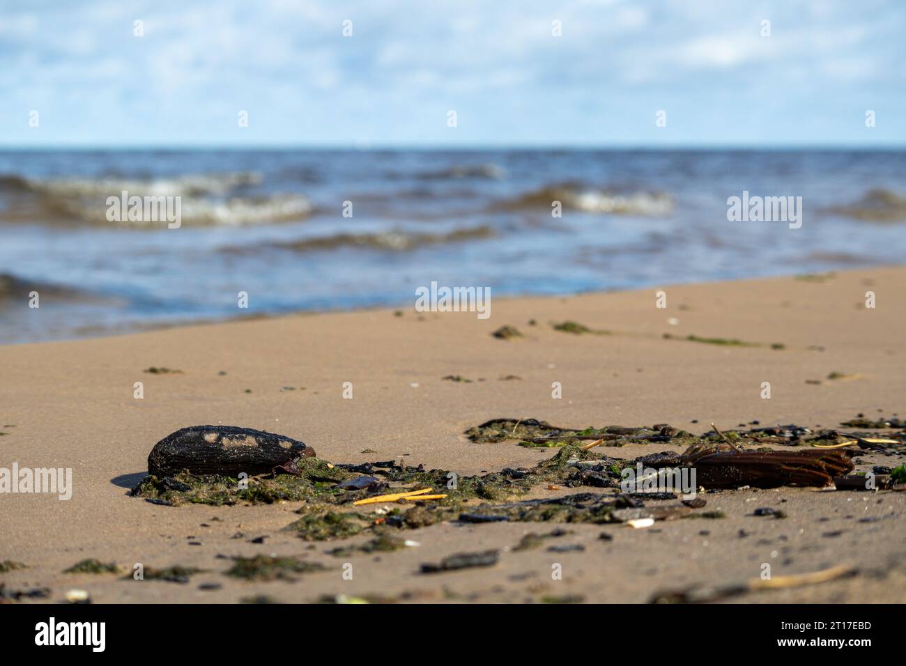 Hawaii beach pollution hi-res stock photography and images - Alamy