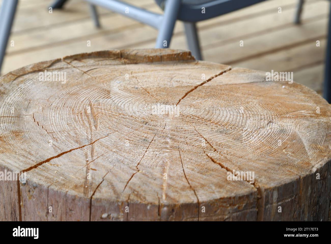 The Stump Of A Tree As An Ecological Part In Nature The Stump Of A Tree ...
