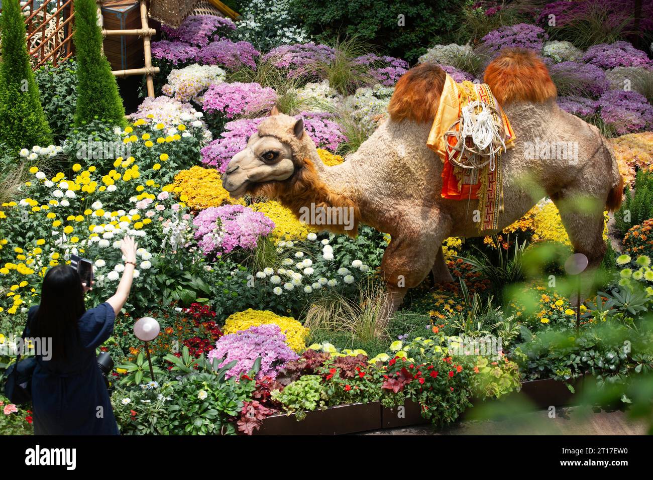 A long black hair asian woman is taking picture of the Mongolia camel ...