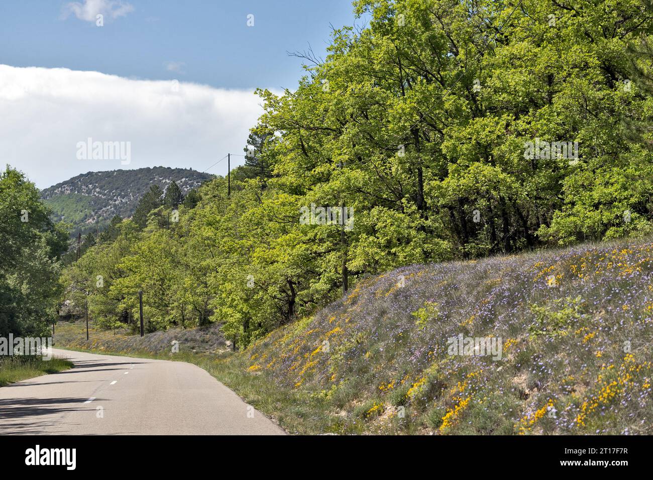 small country road in the south of France Stock Photo - Alamy
