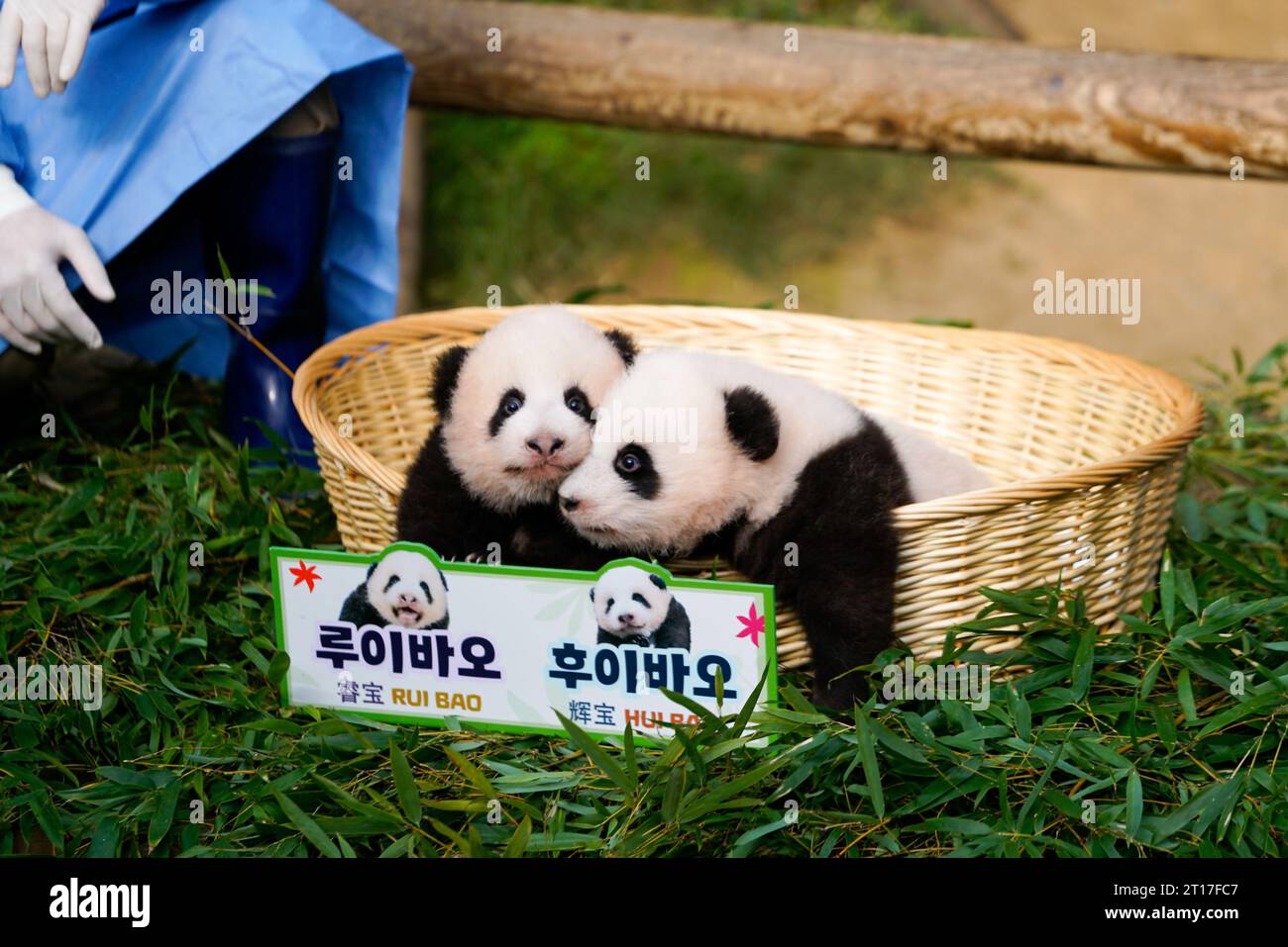 Yongin. 12th Oct, 2023. Giant panda cubs Rui Bao (L) and Hui Bao are ...