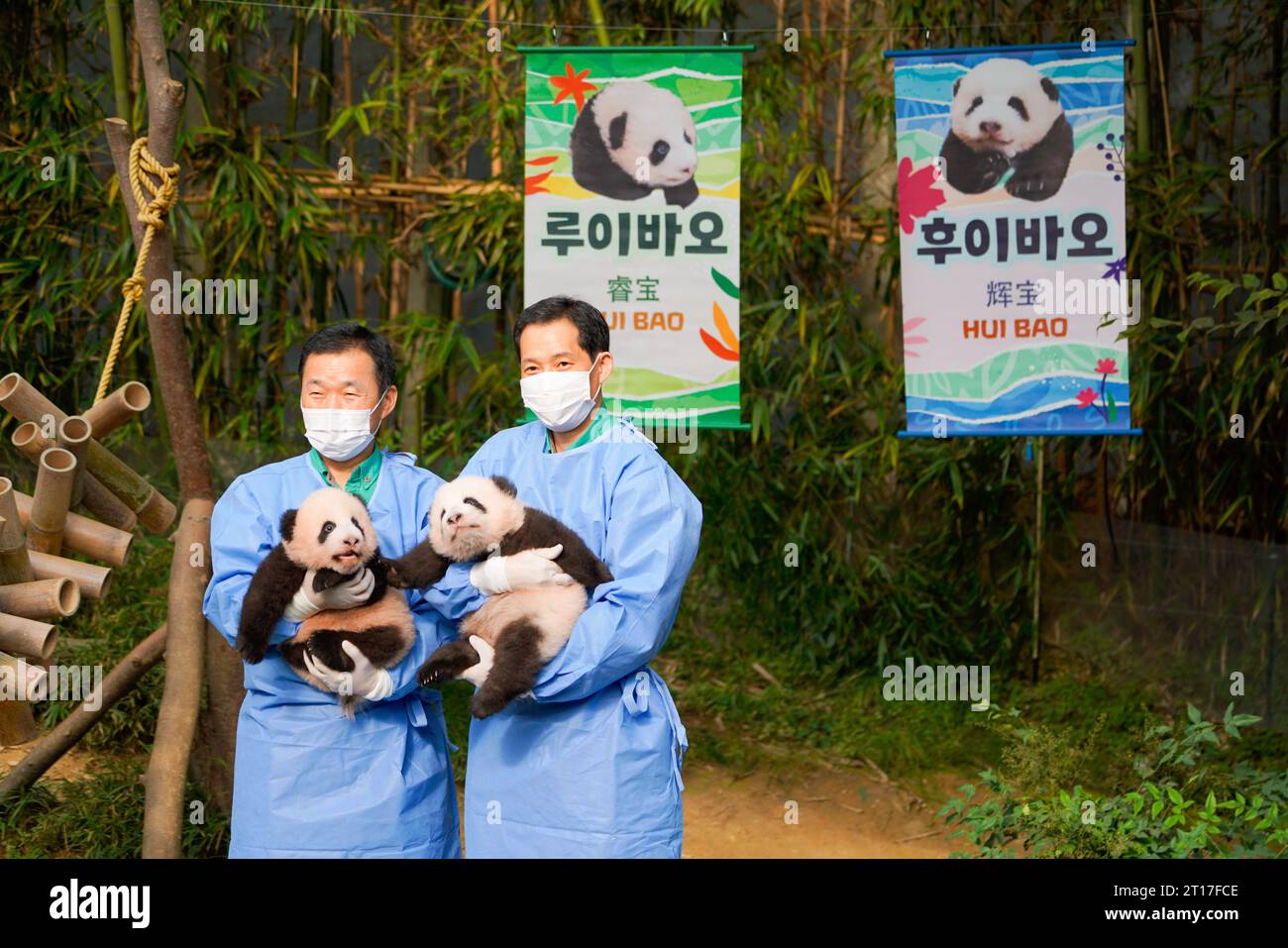 Yongin. 12th Oct, 2023. Staff members show giant panda cubs Rui Bao (L ...