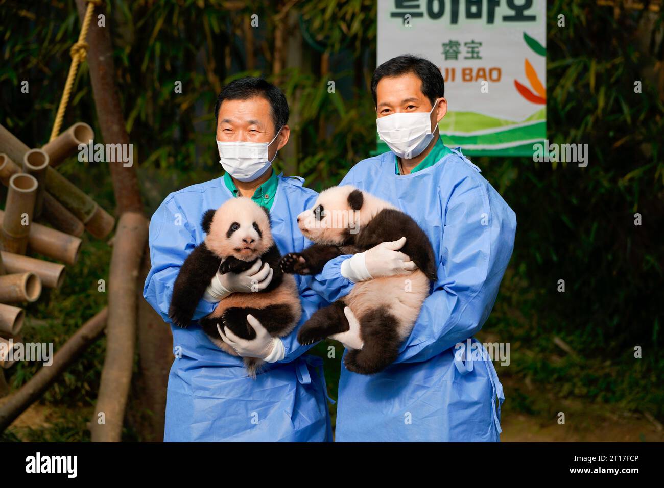 Yongin. 12th Oct, 2023. Staff members show Giant panda cubs Rui Bao (L ...