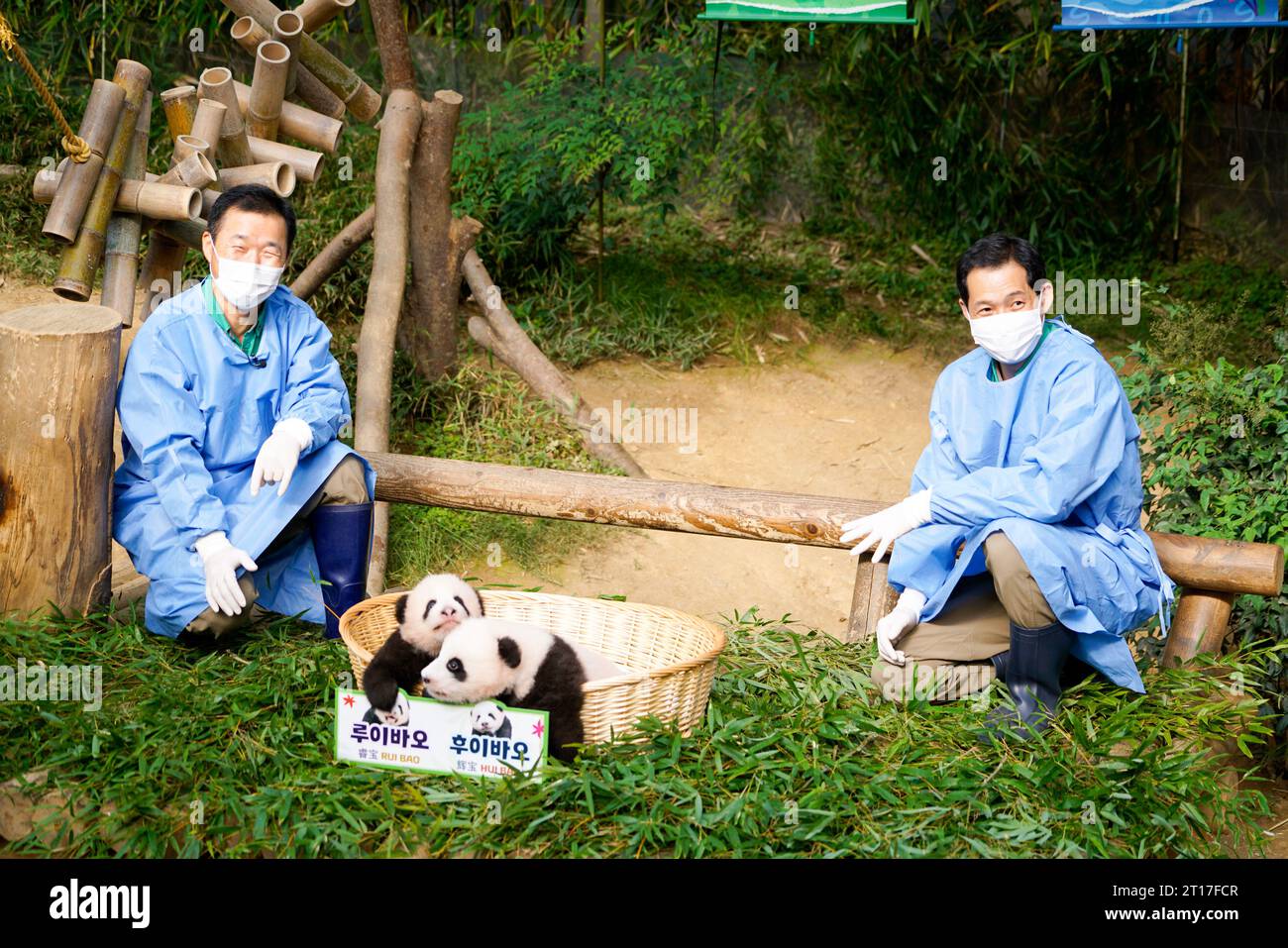 Yongin. 12th Oct, 2023. Giant panda cubs Rui Bao (L) and Hui Bao are ...