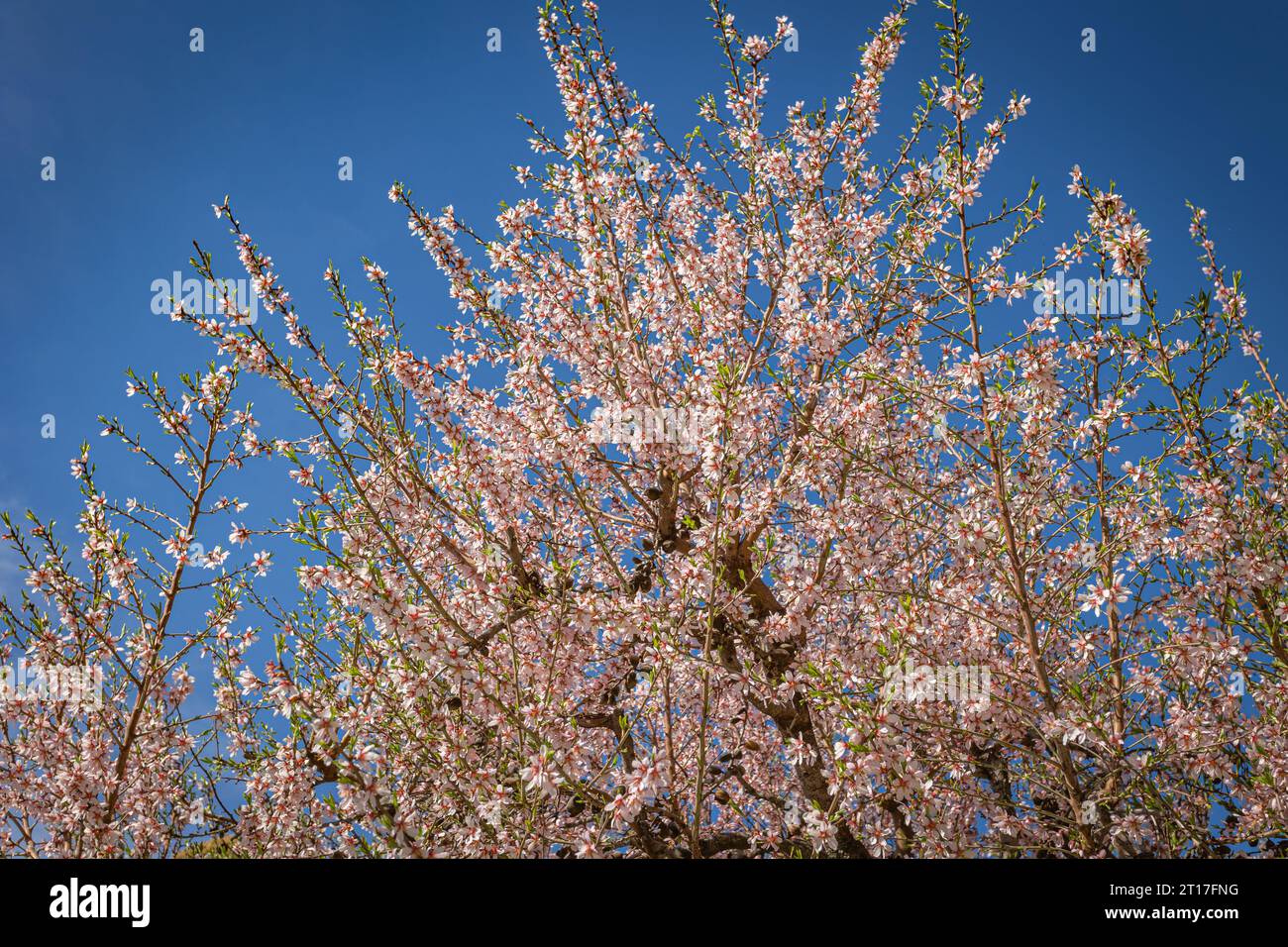 almond tree in bloom close-up Stock Photo - Alamy