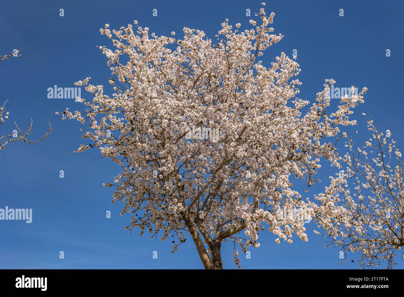almond tree in bloom close-up Stock Photo - Alamy