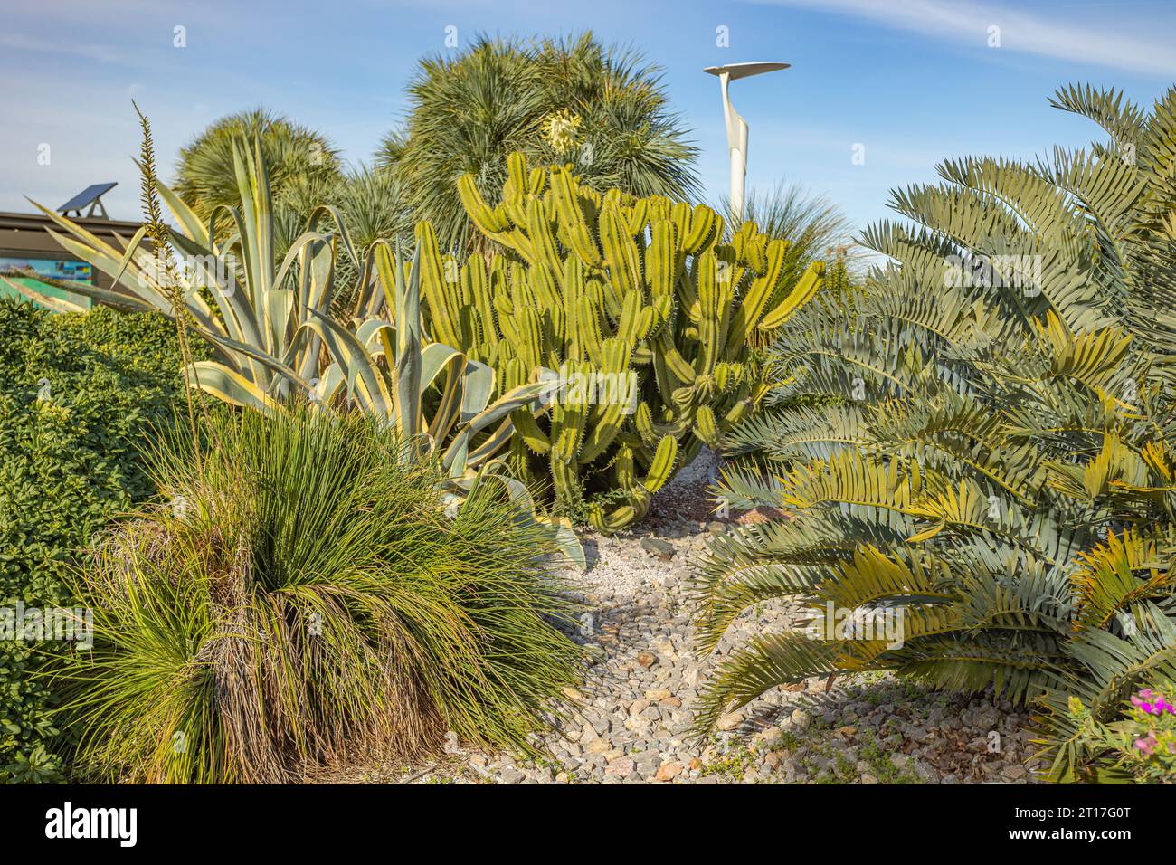 cactus bed in the town of Saint-Raphael Stock Photo - Alamy