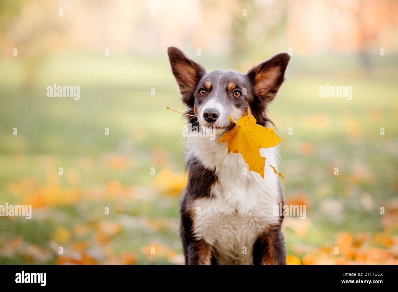 Border collie dog holding leaf in his mouth. Yellow leaf. Autumn ...