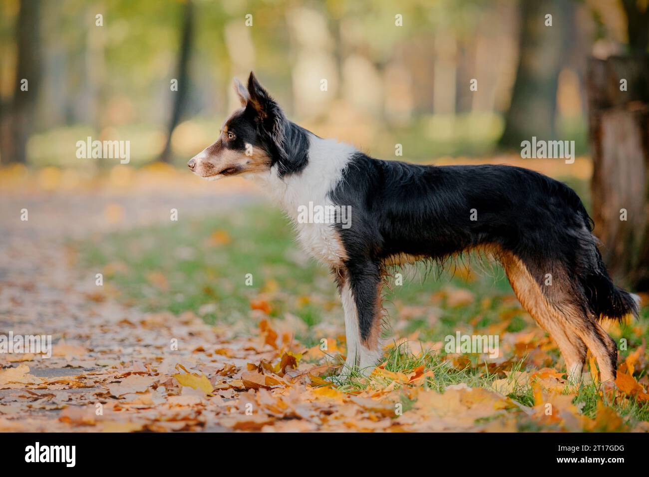 Border Collie dog walking during Fall season. Dog in autumn Stock Photo ...