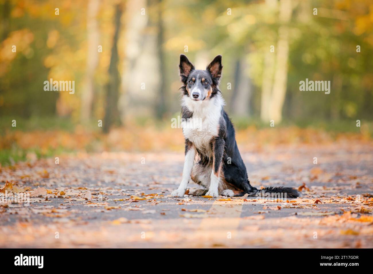Border Collie dog walking during Fall season. Dog in autumn Stock Photo ...
