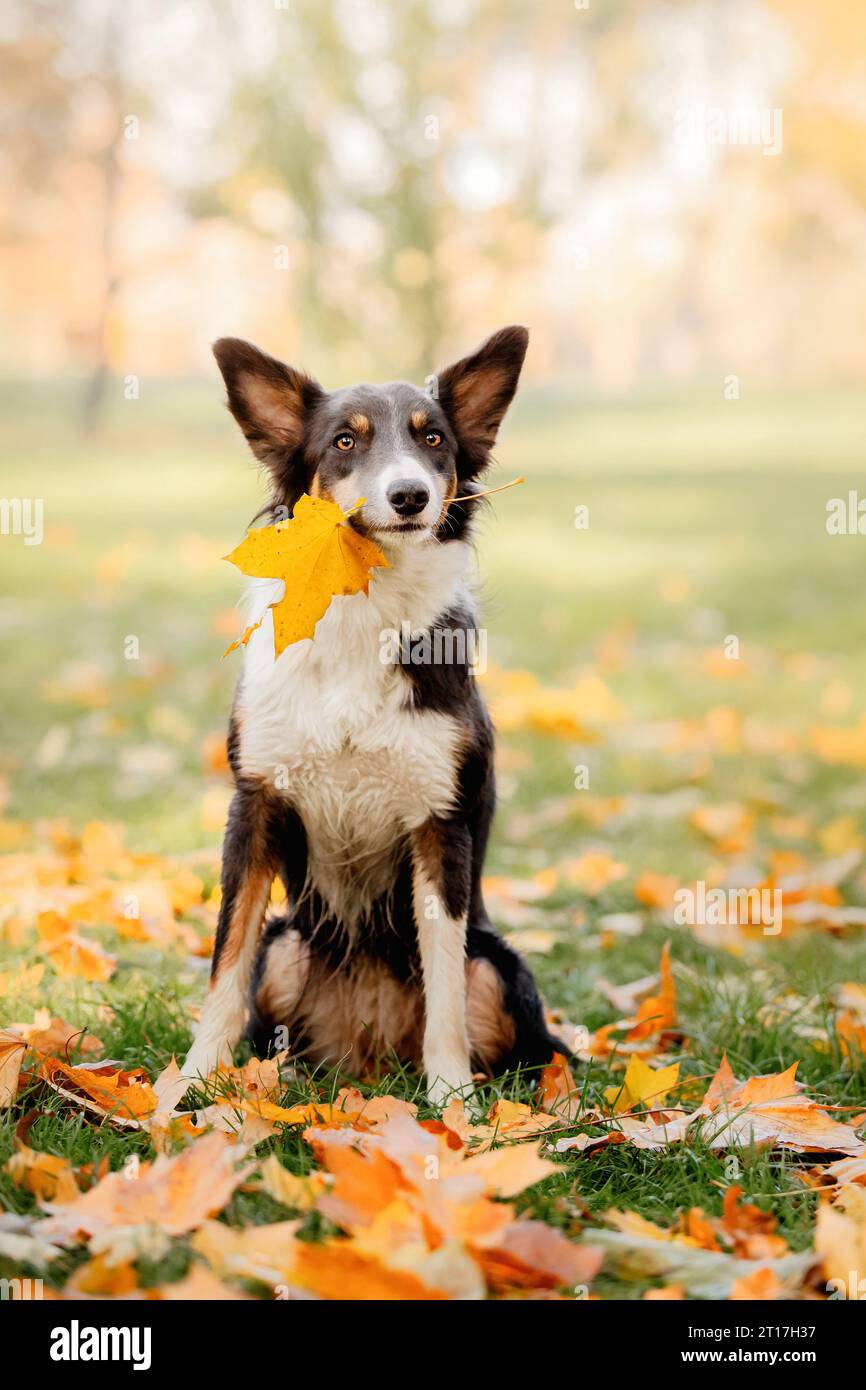 Border collie dog holding leaf in his mouth. Yellow leaf. Autumn ...