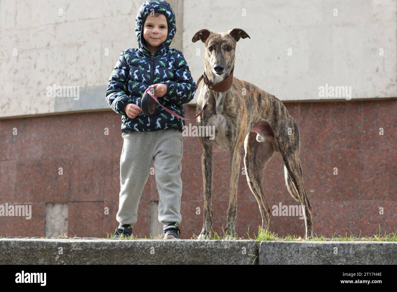Child walking with dog outdoor. Big cute greyhound dog walking with ...
