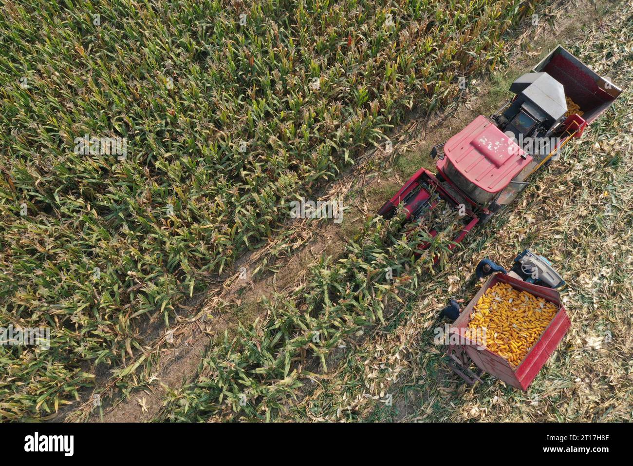 Farmers harvest and dry corn in Jiaozuo City, central China's Henan ...