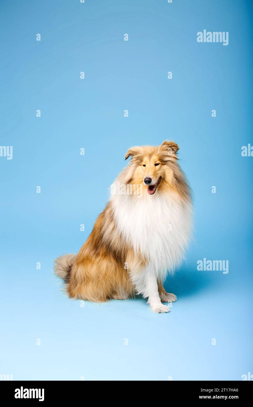 Cute Rough Collie dog on blue background Stock Photo - Alamy