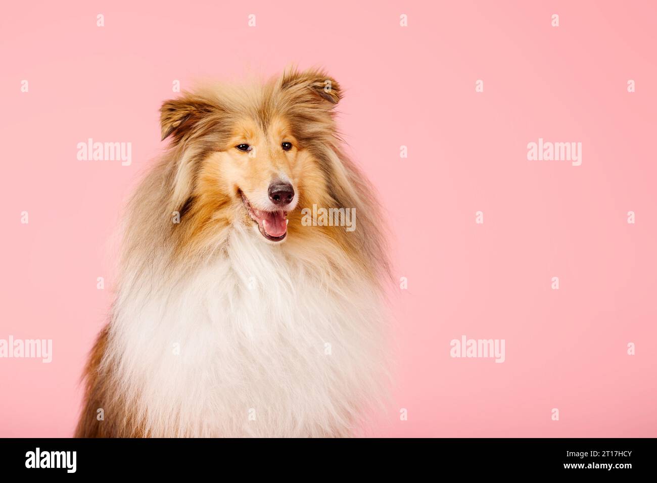 Cute Rough Collie dog on pink background Stock Photo - Alamy