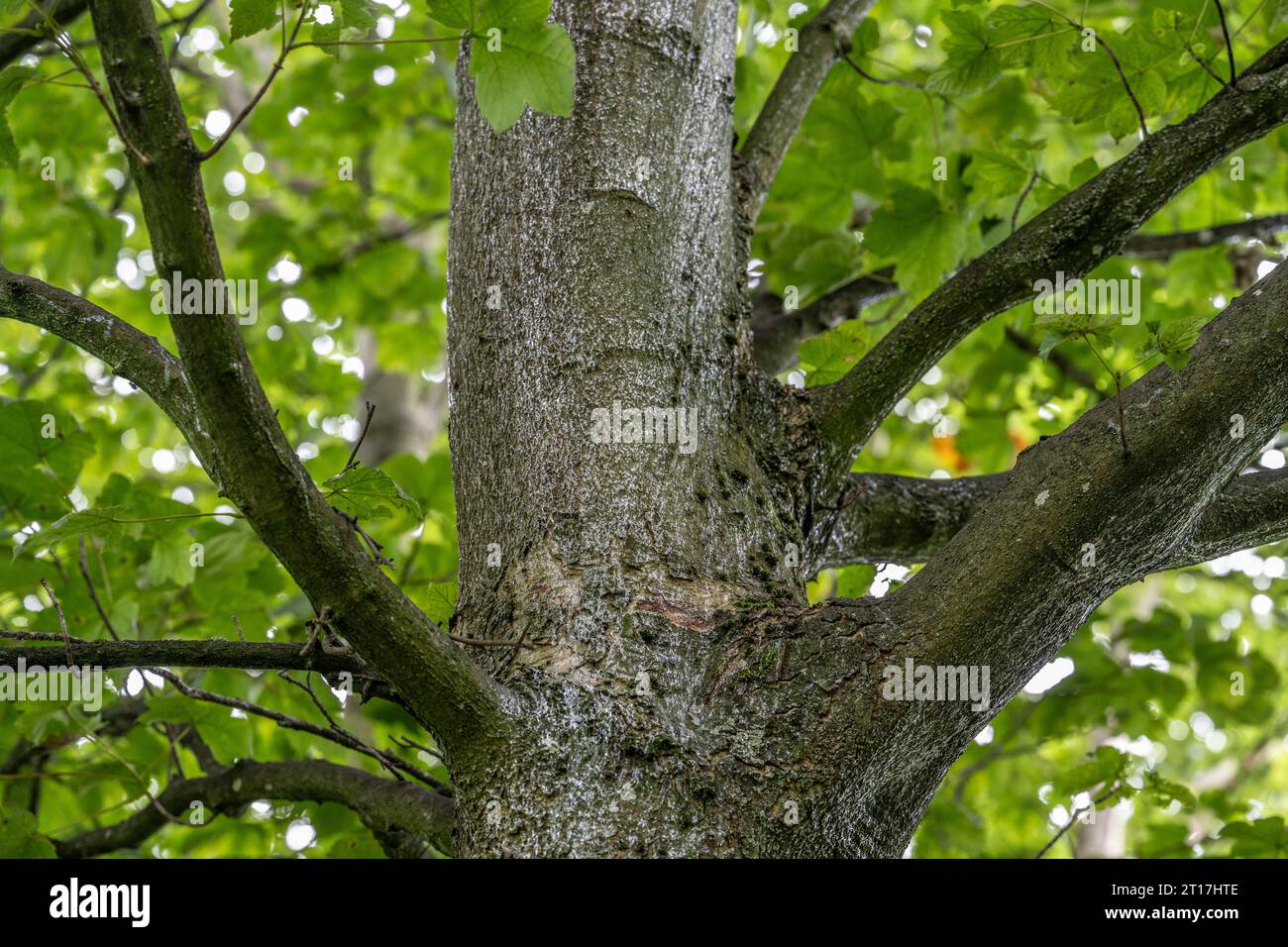 Slug slime trails on Sycamore bark Stock Photo - Alamy