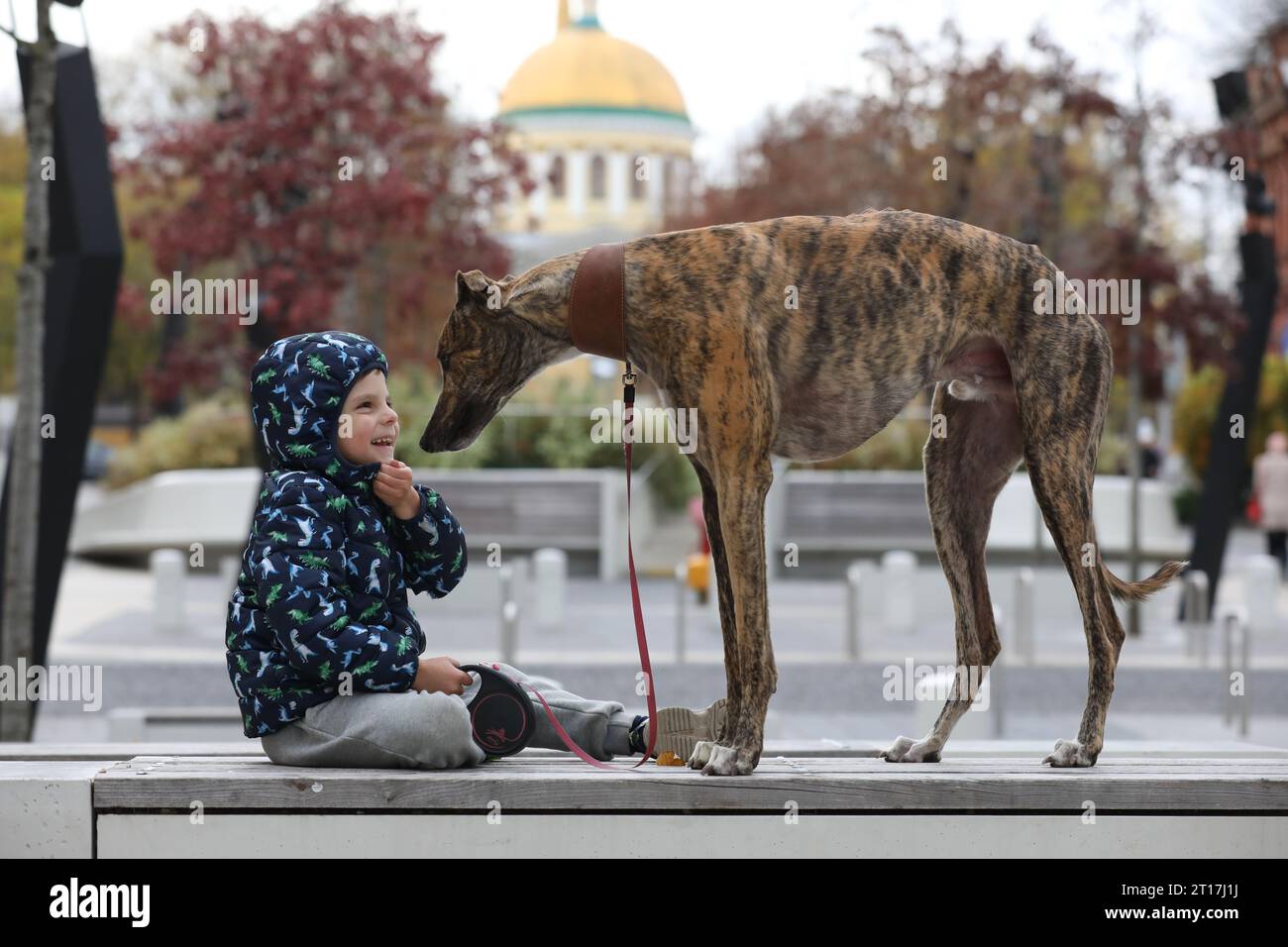 Child walking with dog outdoor. Big cute greyhound dog walking with ...