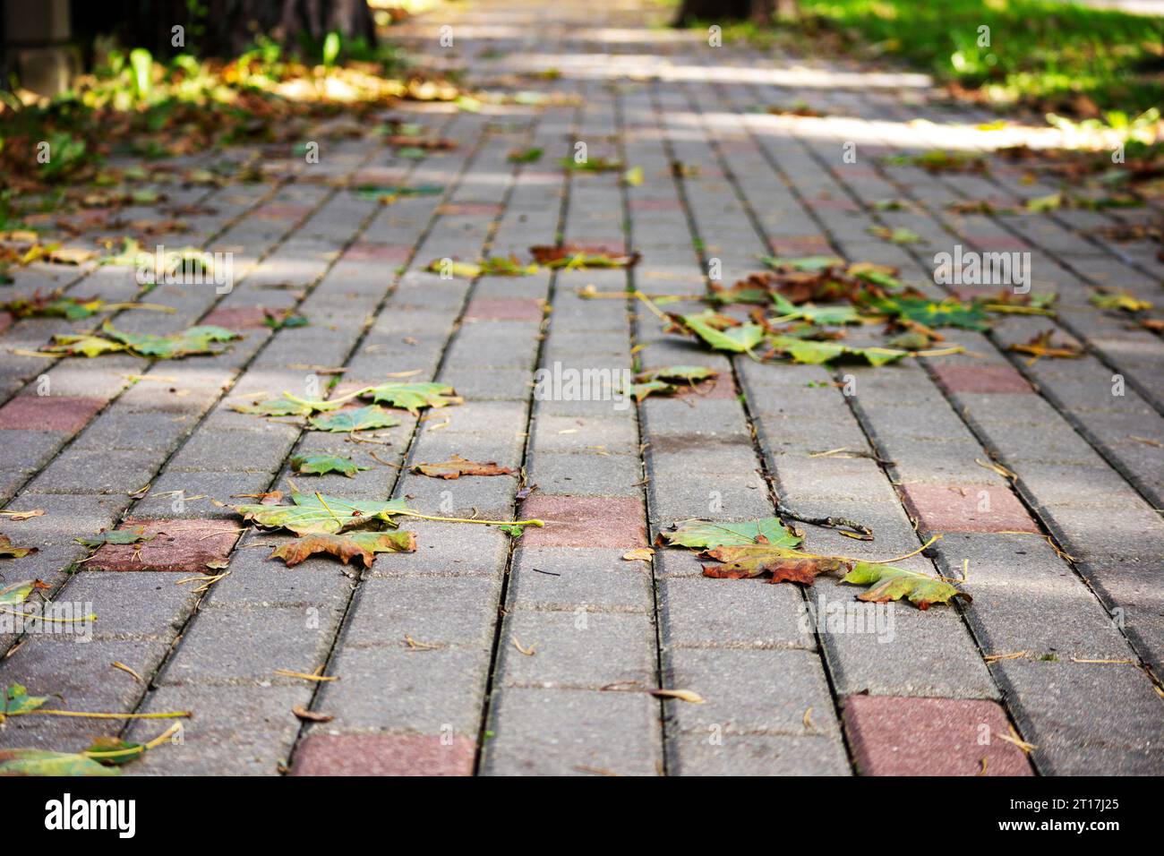 Pedestrian cobblestone walkway with matching autumn leaves on it what's ...