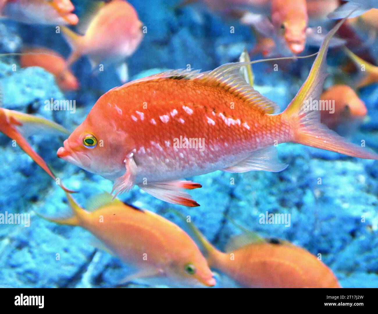 A cherry anthias, a type of fish also known as sakura anthias, that has white spots across its ...