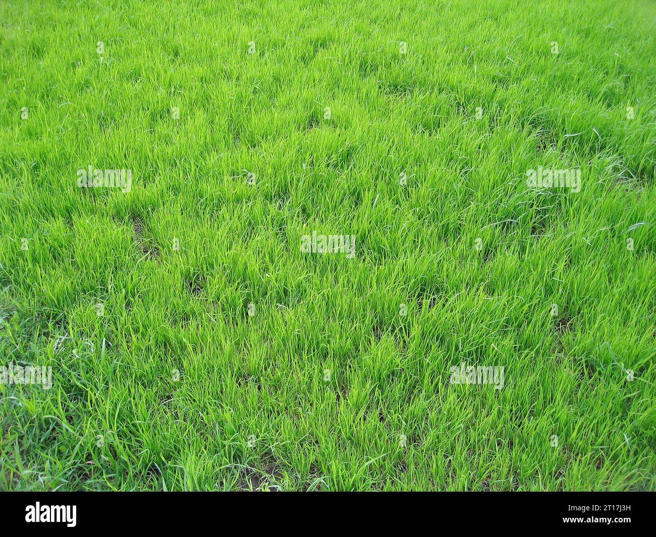 Fresh green grass lawn background Stock Photo - Alamy