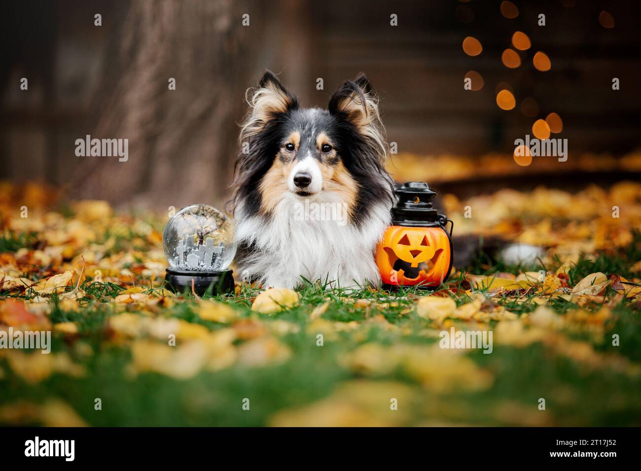 Dog with pumpkins. Shetland Sheepdog. Thanksgiving day. Fall season ...