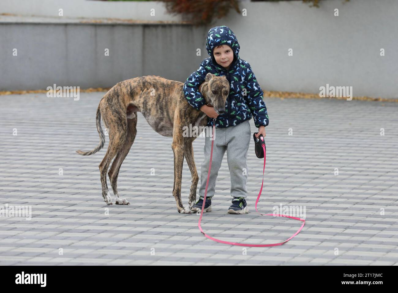 Child walking with dog outdoor. Big cute greyhound dog walking with ...