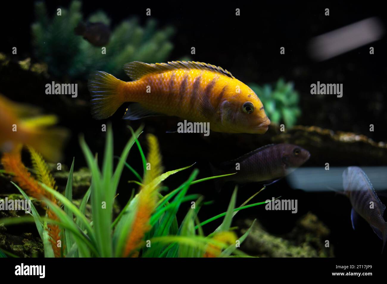 Fish in water. Aquarium at home. Flora and fauna in sea. Fish swimming ...