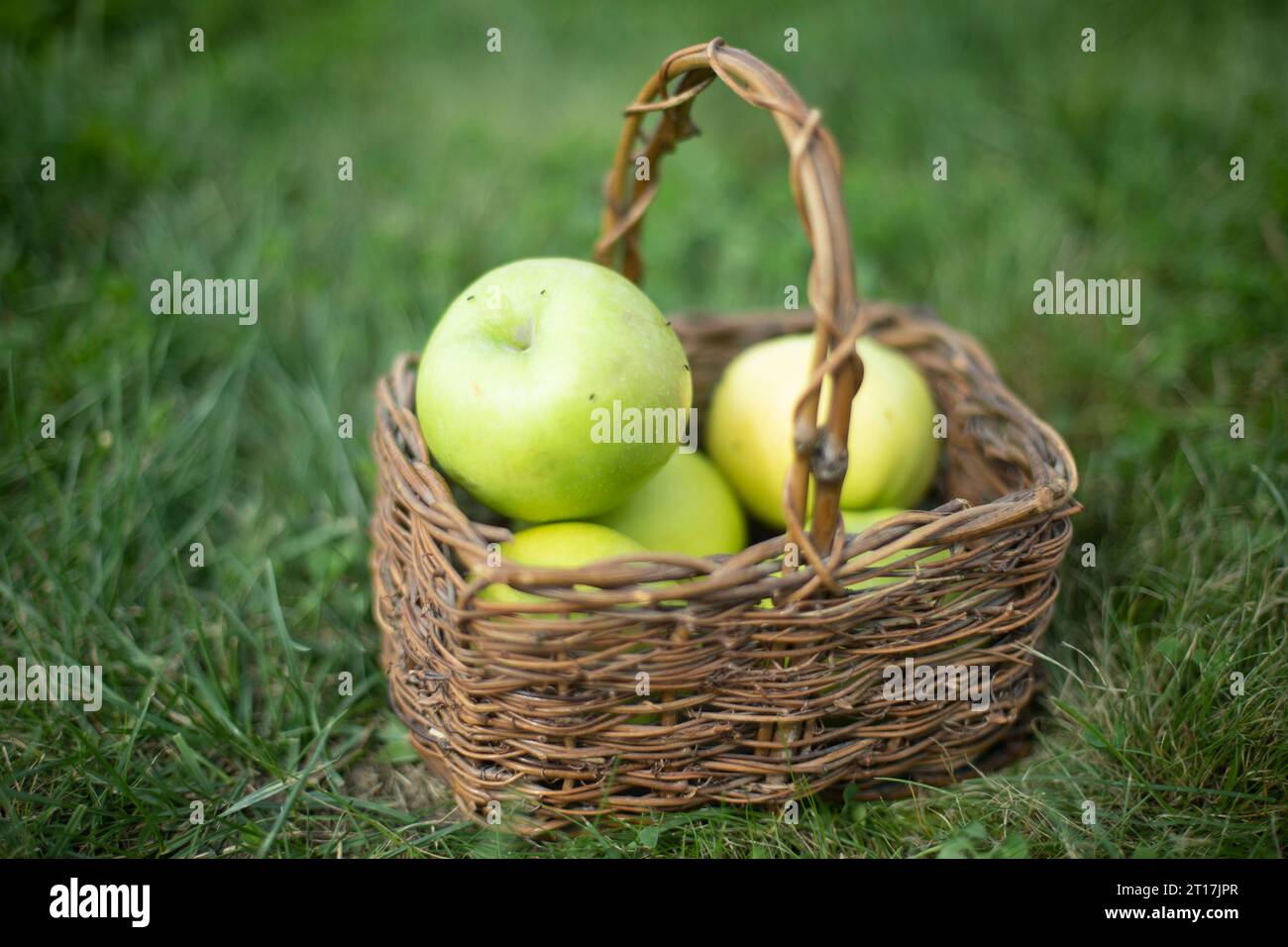 Green apples in basket. Small basket of apples. Fruits in autumn ...