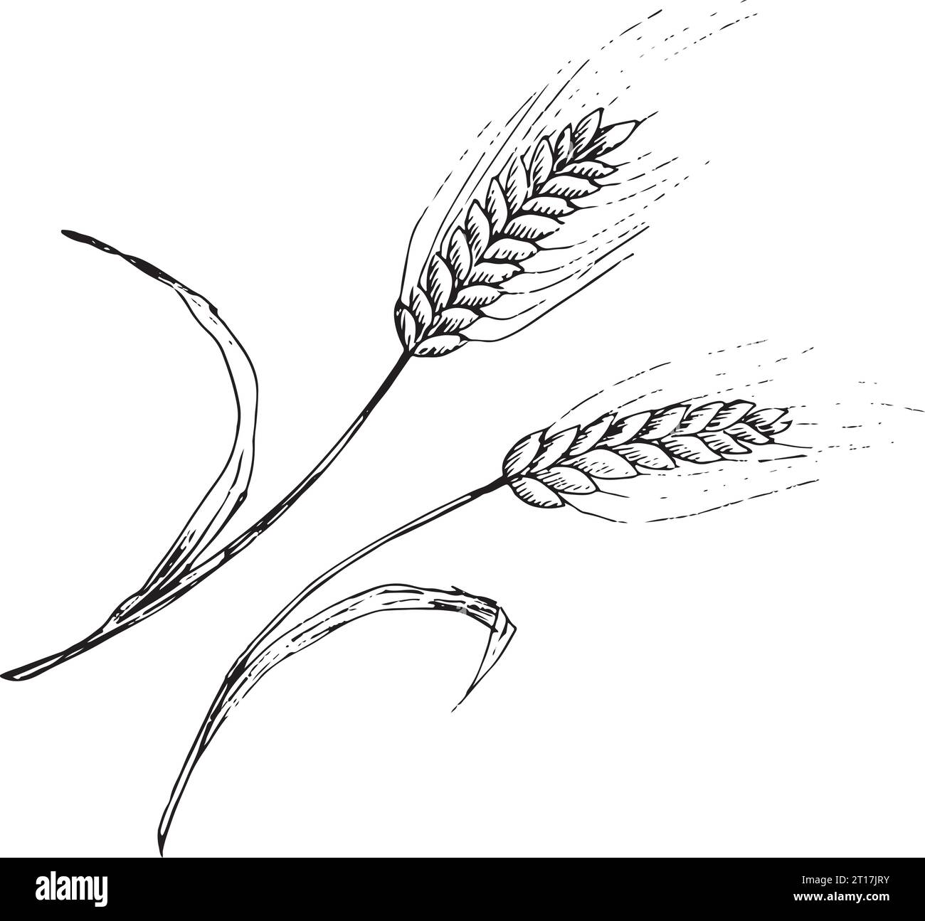 Vector graphic illustration of ears of wheat . Black and white sketch ...