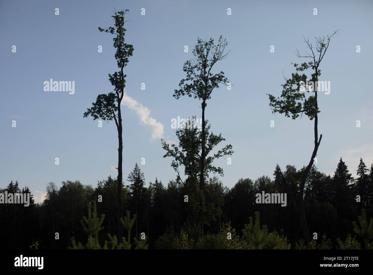 Multi stem trees hi-res stock photography and images - Alamy