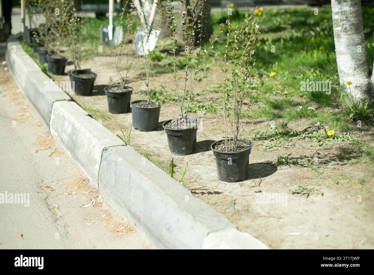 Sazhns in pots. Preparation of tree planting. Greening of city. Trees ...
