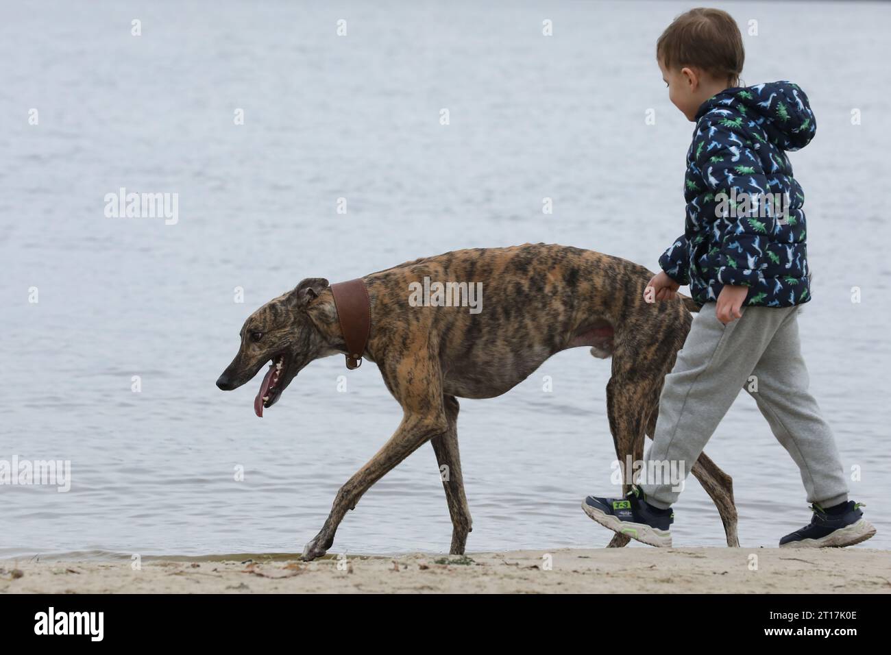 Child walking with dog outdoor. Big cute greyhound dog walking with ...