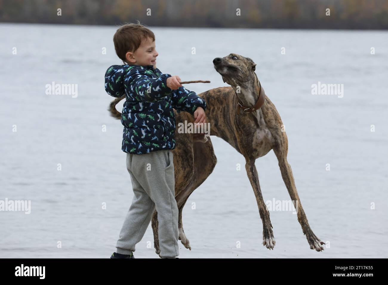 Child playing with dog outdoor. Playing greyhound dog with baby boy ...