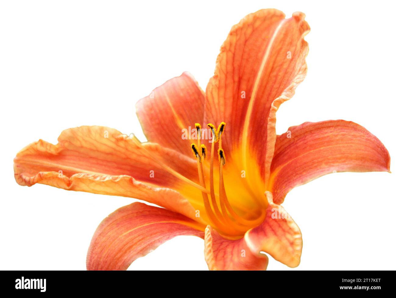 closeup of beautiful lily isolated on white Stock Photo - Alamy