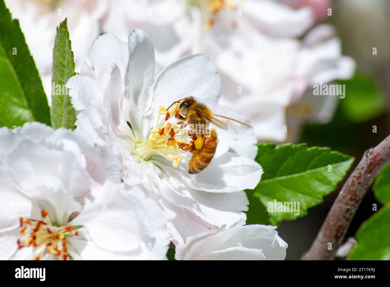 Honey bee busy at work Stock Photo - Alamy