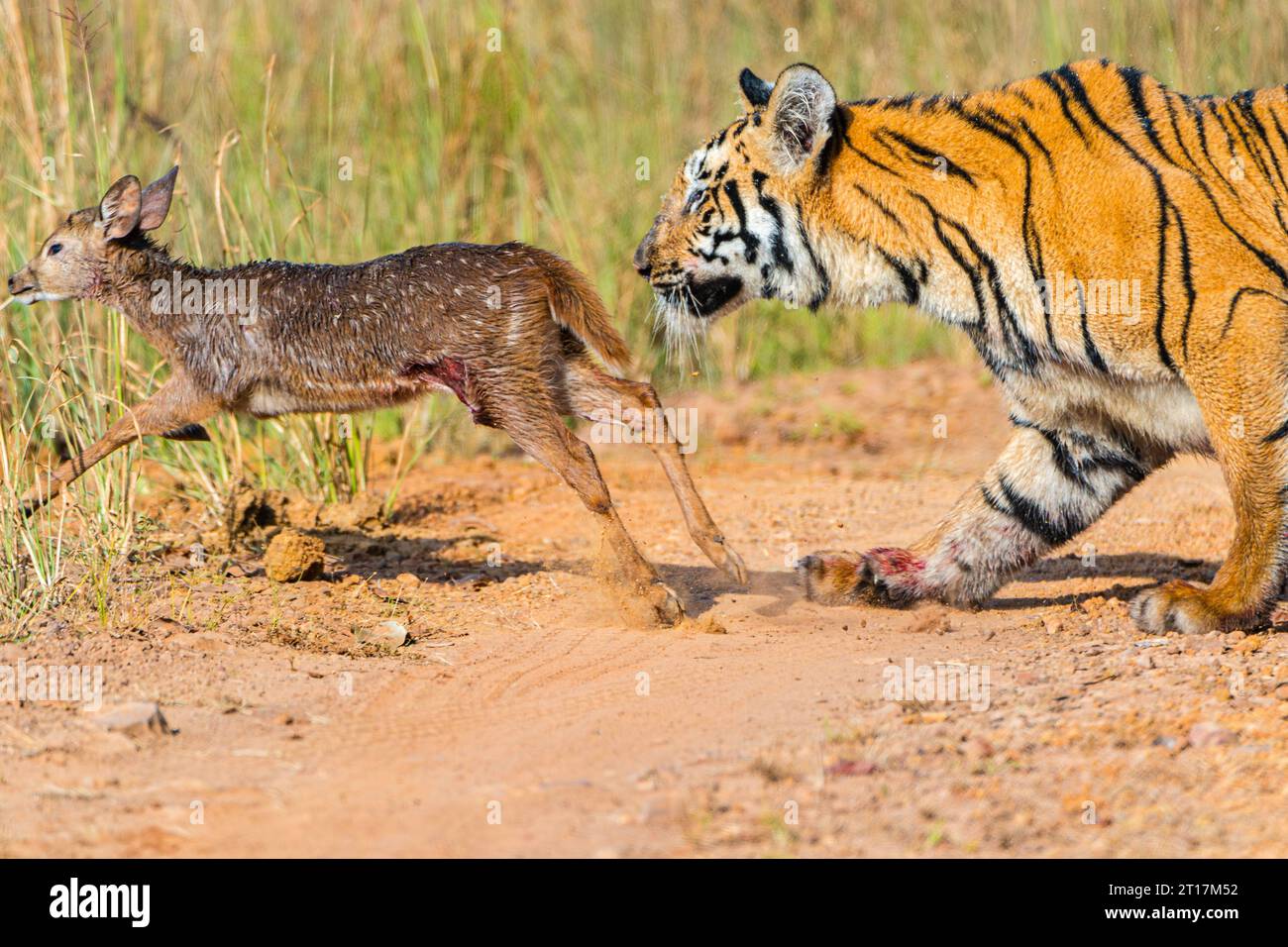 The tiger has attacked the fawn but it seems to be getting away ...