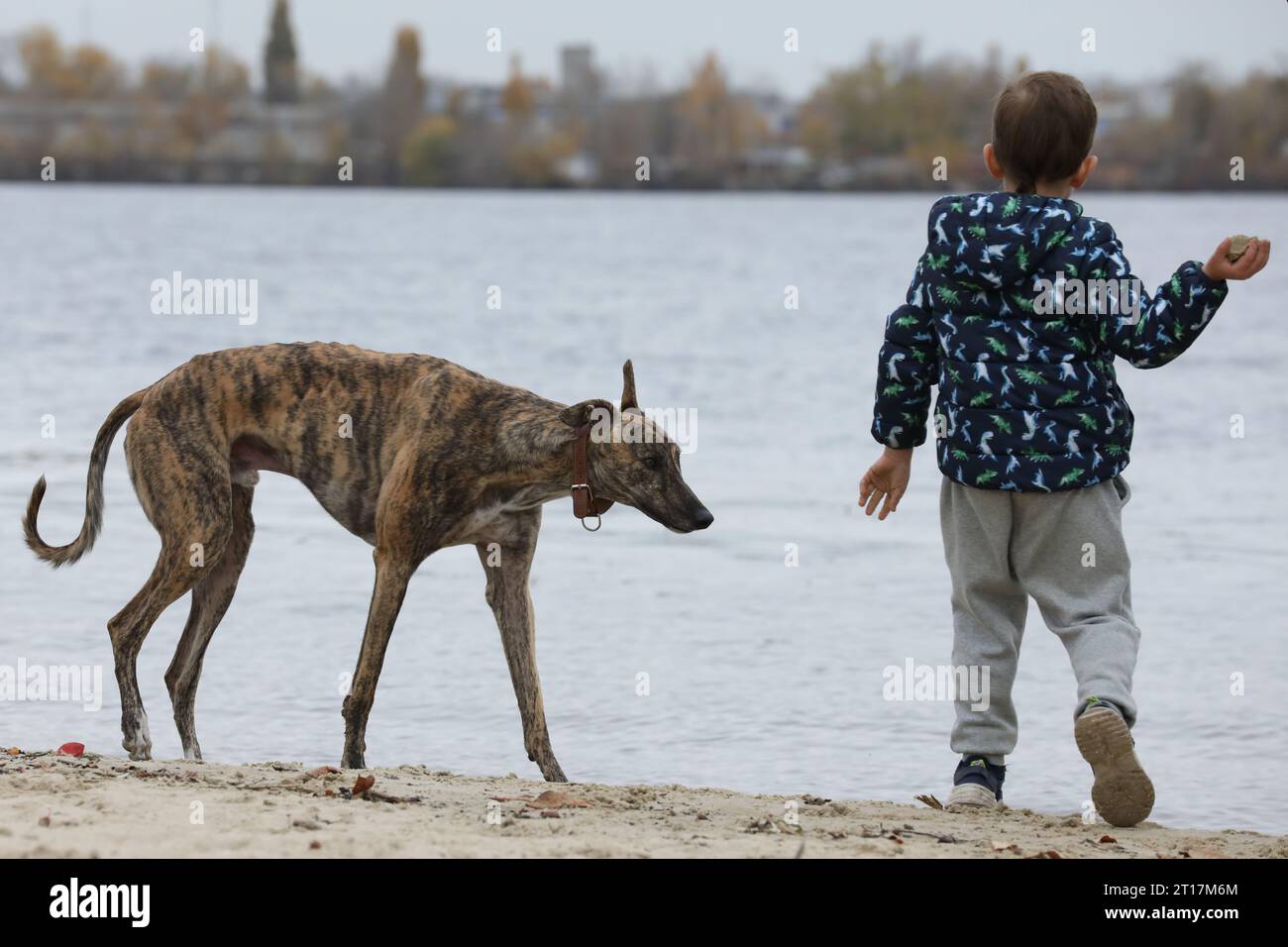 Child walking with dog outdoor. Big cute greyhound dog walking with ...
