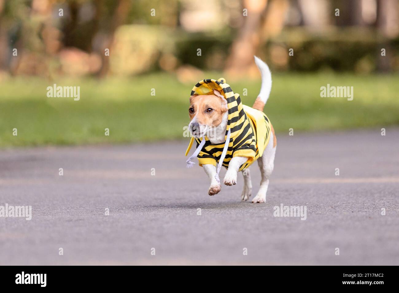 A dog dressed as a bee in a park. Jack Russell terrier dog breed Stock ...