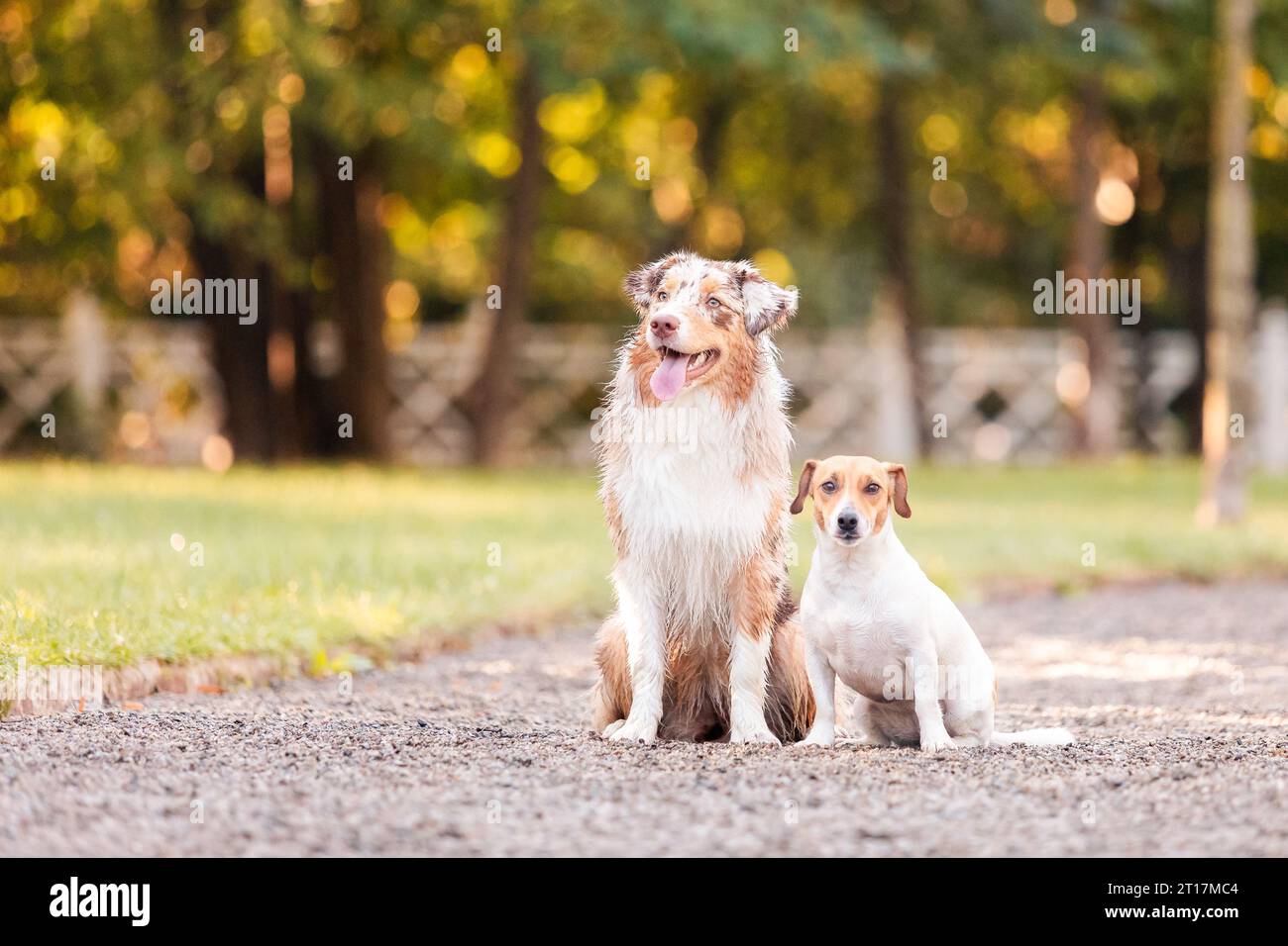 Australian shepherd and jack russell dogs on a walk in the park. A ...