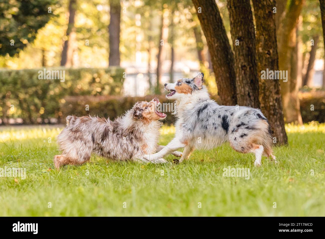 Two australian shepherd dogs play fighting on a green grass Stock Photo ...