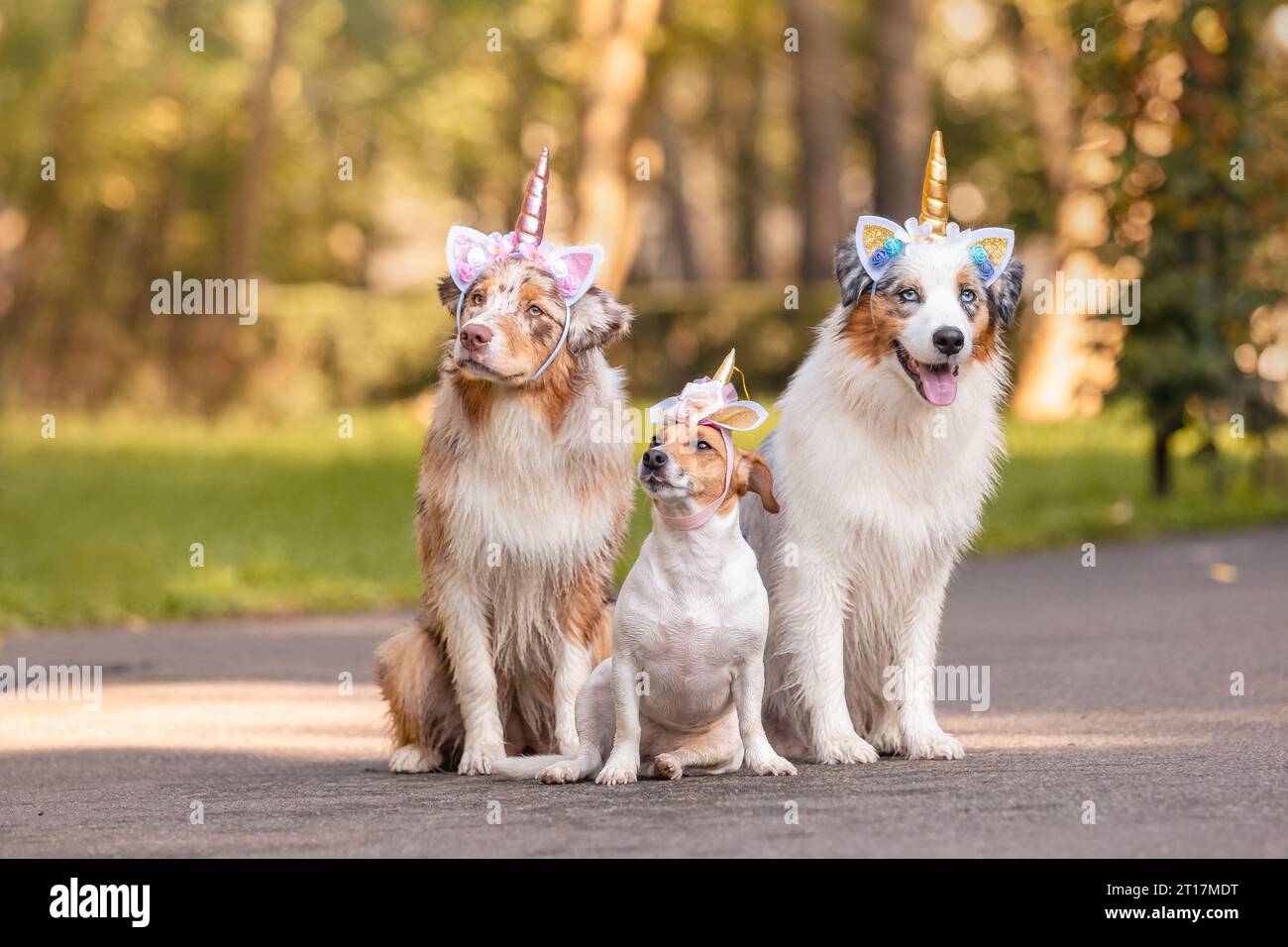 Three dogs dressed in unicorn hoops sit in the park Stock Photo - Alamy
