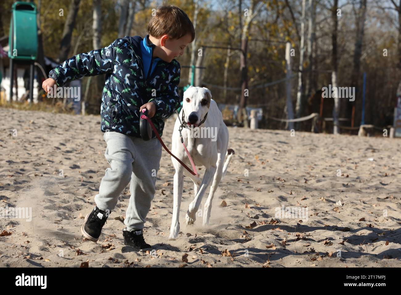 Child playing with dog outdoor. Playing greyhound dog with baby boy ...