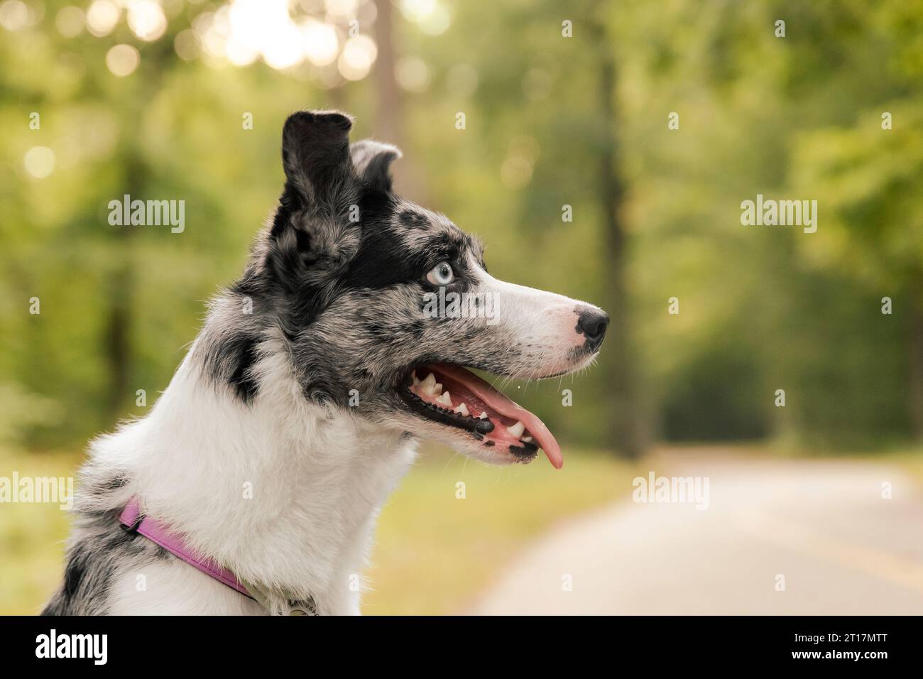 Cute dog. Border collie dog breed. Emotion of a dog. Curious, happy and ...