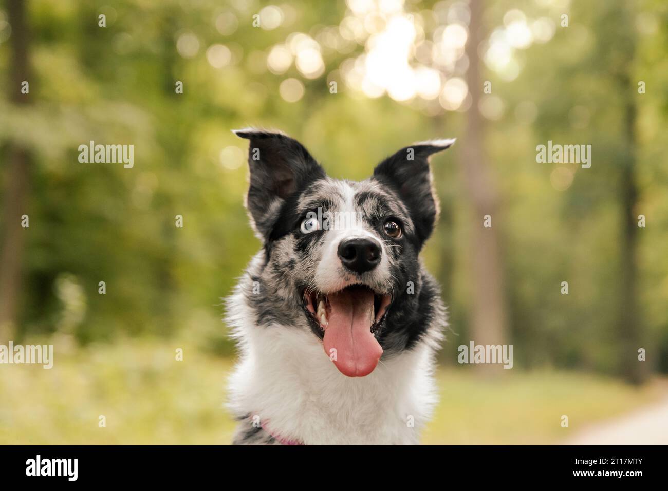 Cute dog. Border collie dog breed. Emotion of a dog. Curious, happy and ...