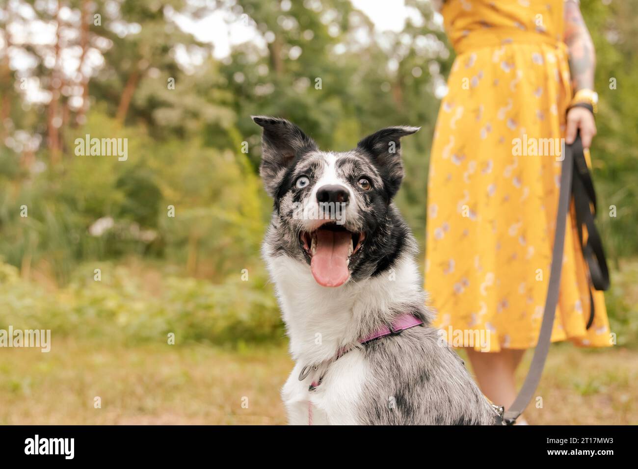Cute dog. Border collie dog breed. Emotion of a dog. Curious, happy and ...